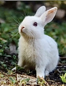 Spirit Rising Tai Chi & Qigong | When the mind is empty and the heart ...